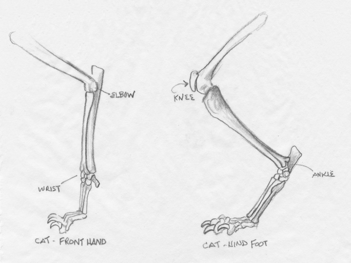 Sandy Scott Art: #654 Plantigrades, Digitigrades, and Unguligrades ...