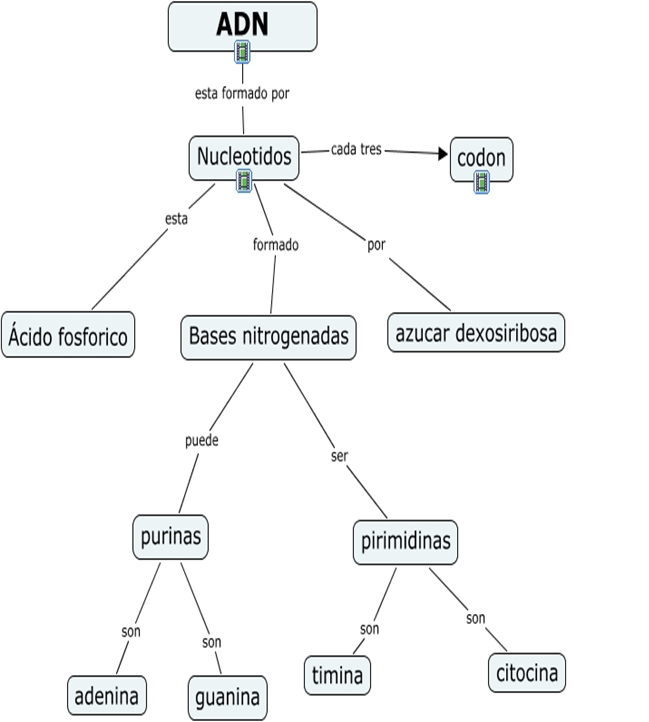Biología contemporánea.: Ácido Desoxirribonucleico (ADN) mapa conceptual