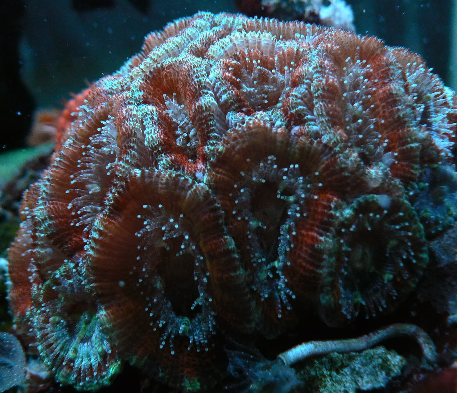 Kaya's Reef Tree: Macro Coral Pictures