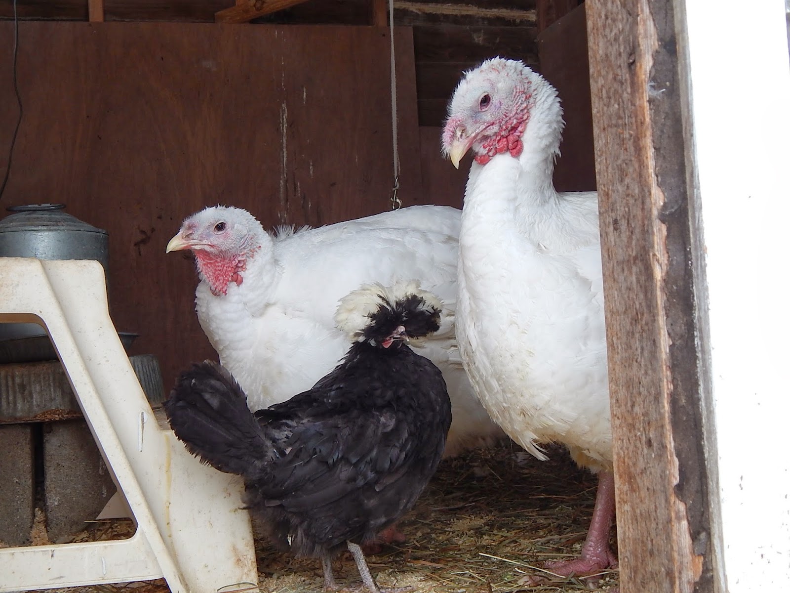 One by One: Floofy chicken, cuddly chicken