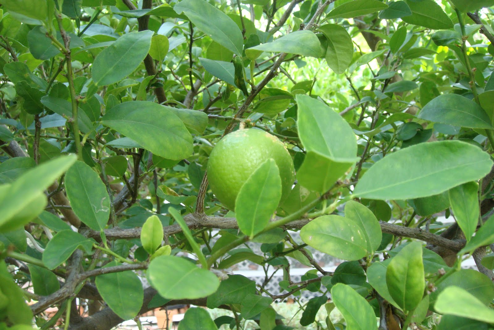 Citrus Enthusiast: New Citrus: Key Lime.