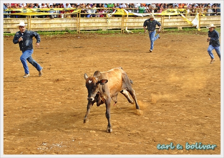 Bukidnon Photo Journal: Wild, Wild West Action of the Kaamulan Rodeo 2012