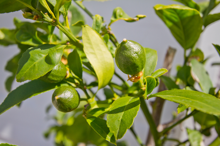 Tales of the Flowers: Strawberry Lemonade and the Botanic Gardens