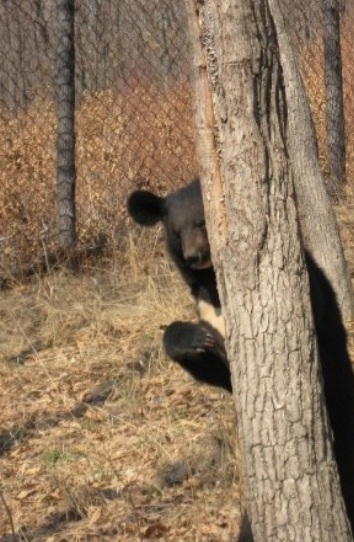 DAME PASANDO RUSIA: octubre 2010