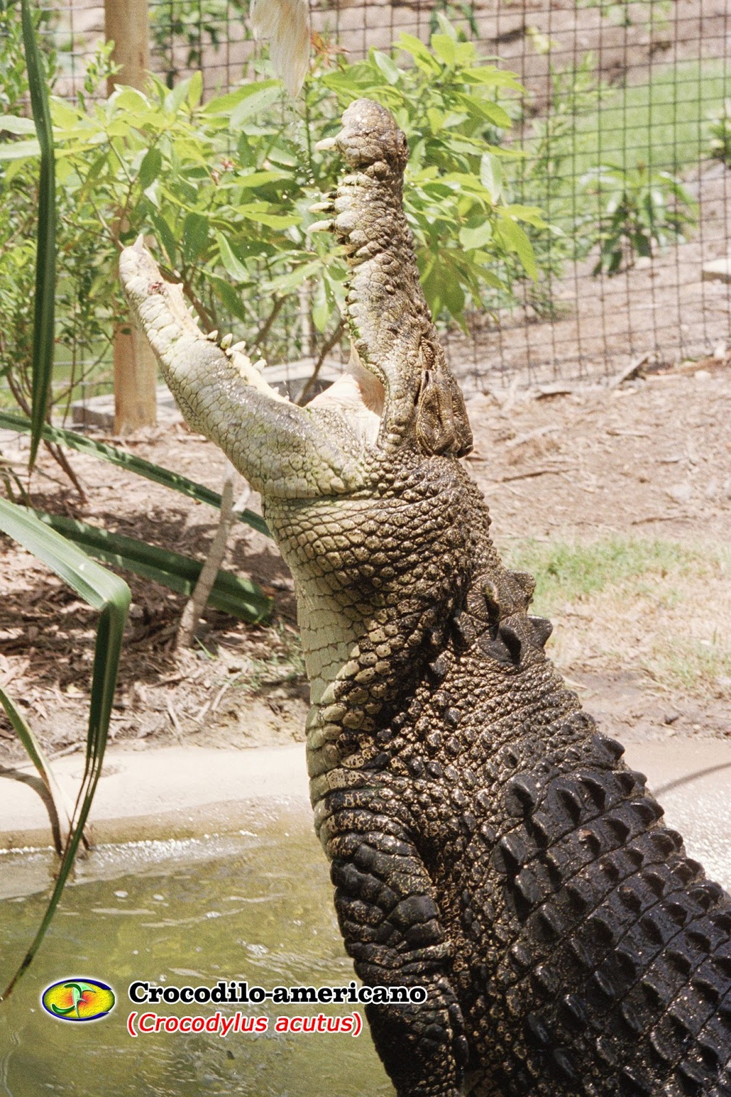 Zoologia: Crocodilo-americano (Crocodylus acutus)
