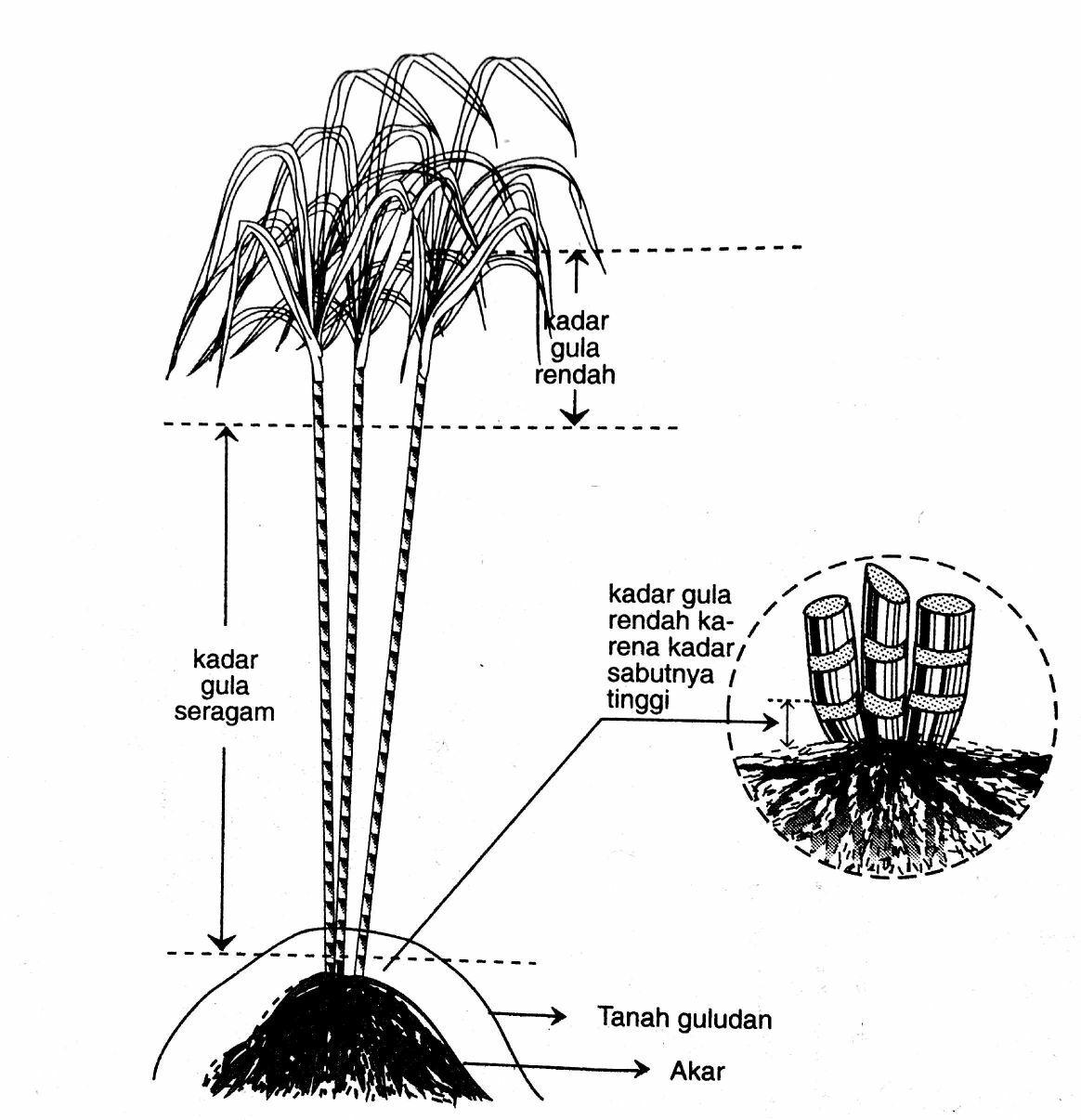 Fase Pertumbuhan Tebu