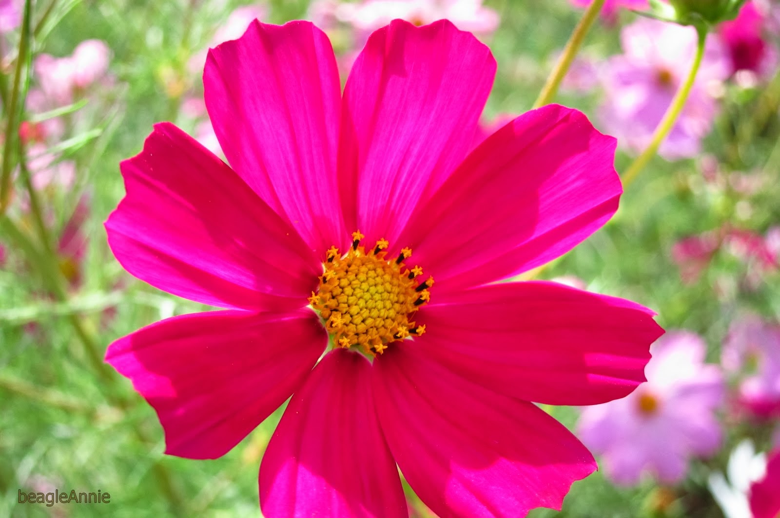 Round of the Seasons in Japan: Cosmos Field