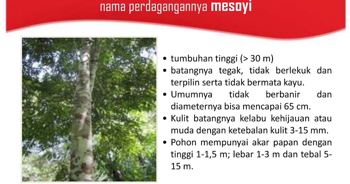 Ekonomi Papua: "Masohi" Kenapa Masyarakat Hanya Menjual Kulit Pohon-nya ...