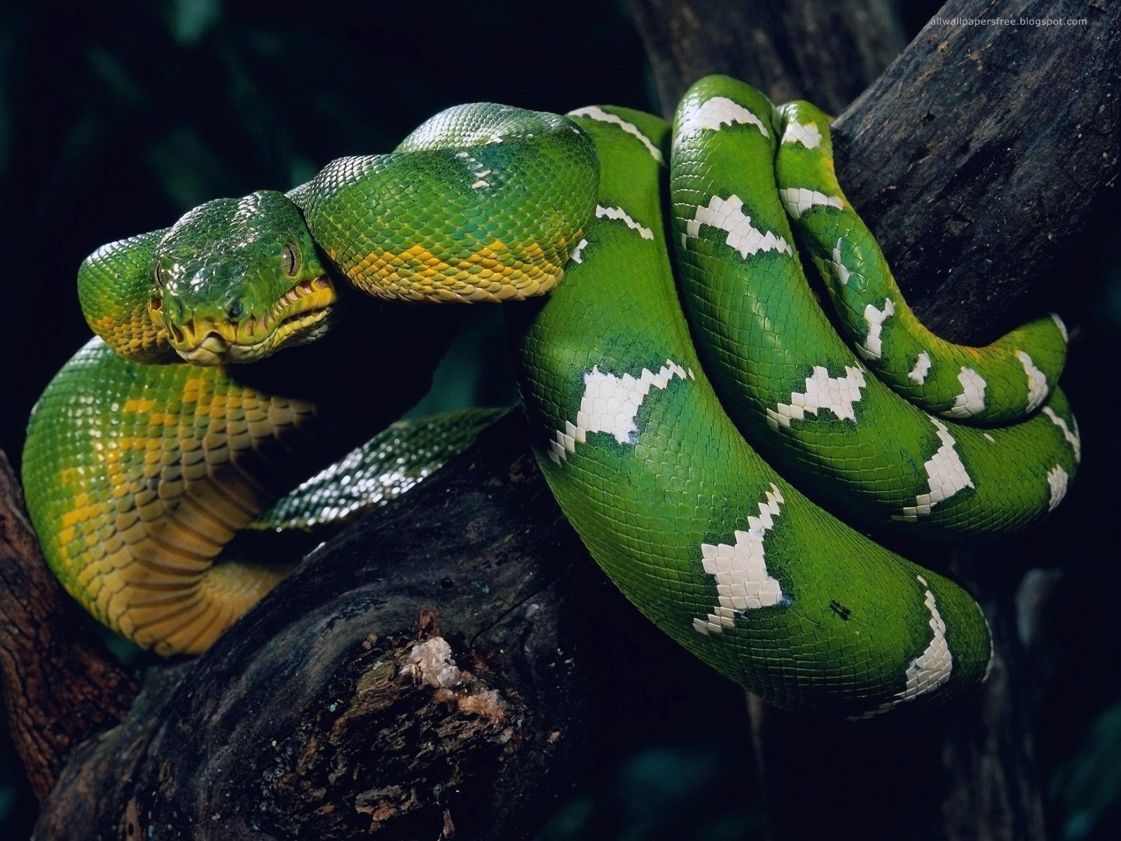 Feed Your Eyes: Unseen Snakes!