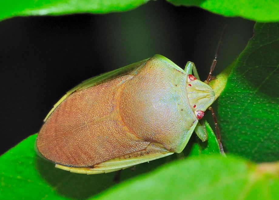 Variety of Life: Scutelleridae