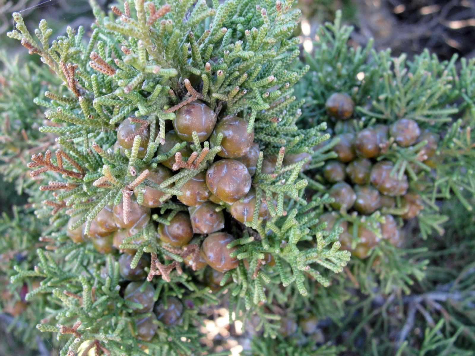 imatges de menorca: SAVINA - SIVINA (Juniperus phoenicea L. subsp ...