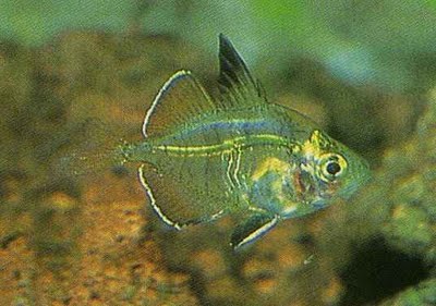 Indian Glassy Fish ~ Aquatic Animals