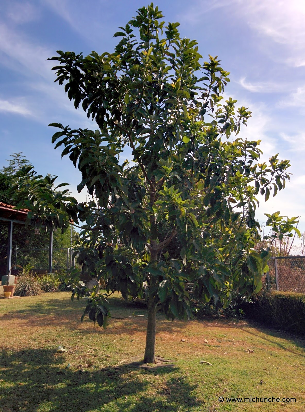 Mi Chunche: Meet my beautiful Aguacate tree I grew from a seed