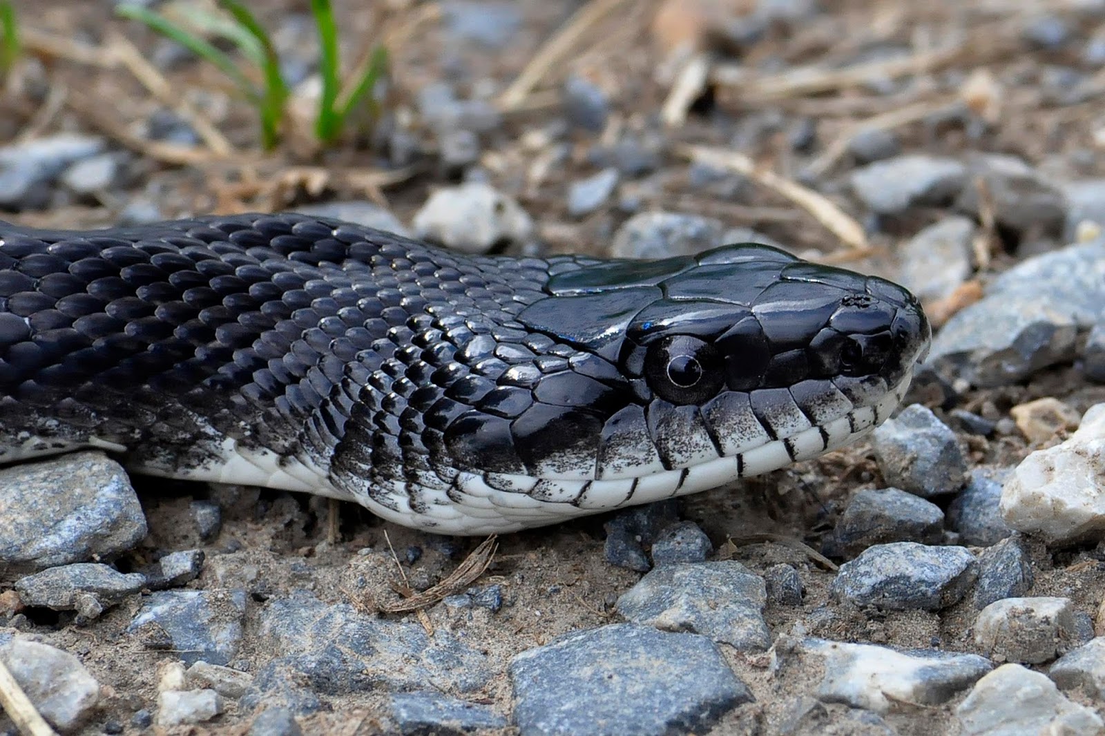 Larry Ostby's Wild Critters: A Potpourri of Critters...