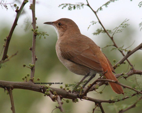 La nueva buhardilla de Melan: EL HORNERO, AVE NACIONAL DE LA REPÚBLICA ...