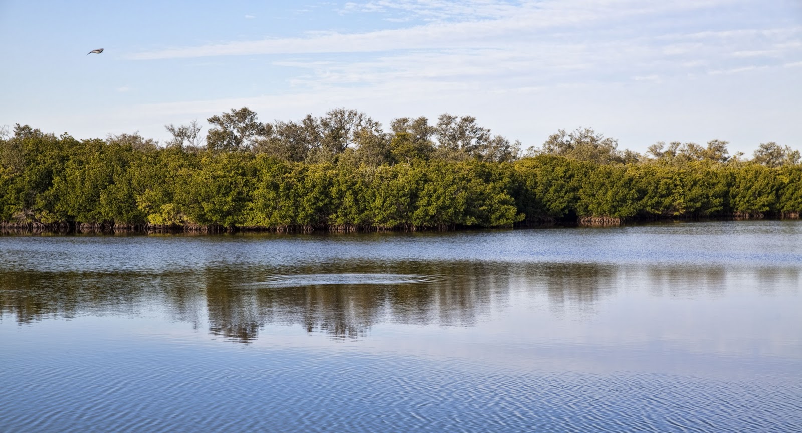 i heart florida birds: J. N. "Ding" Darling National Wildlife Refuge