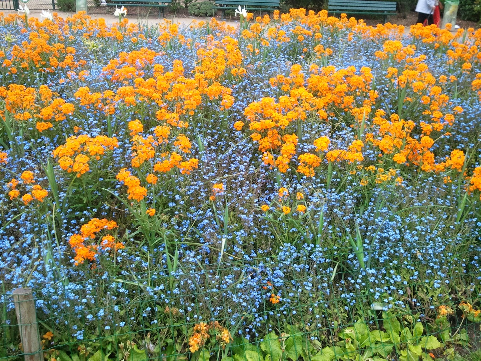 Pichi's Soup: Combinación de colores: naranja y azul