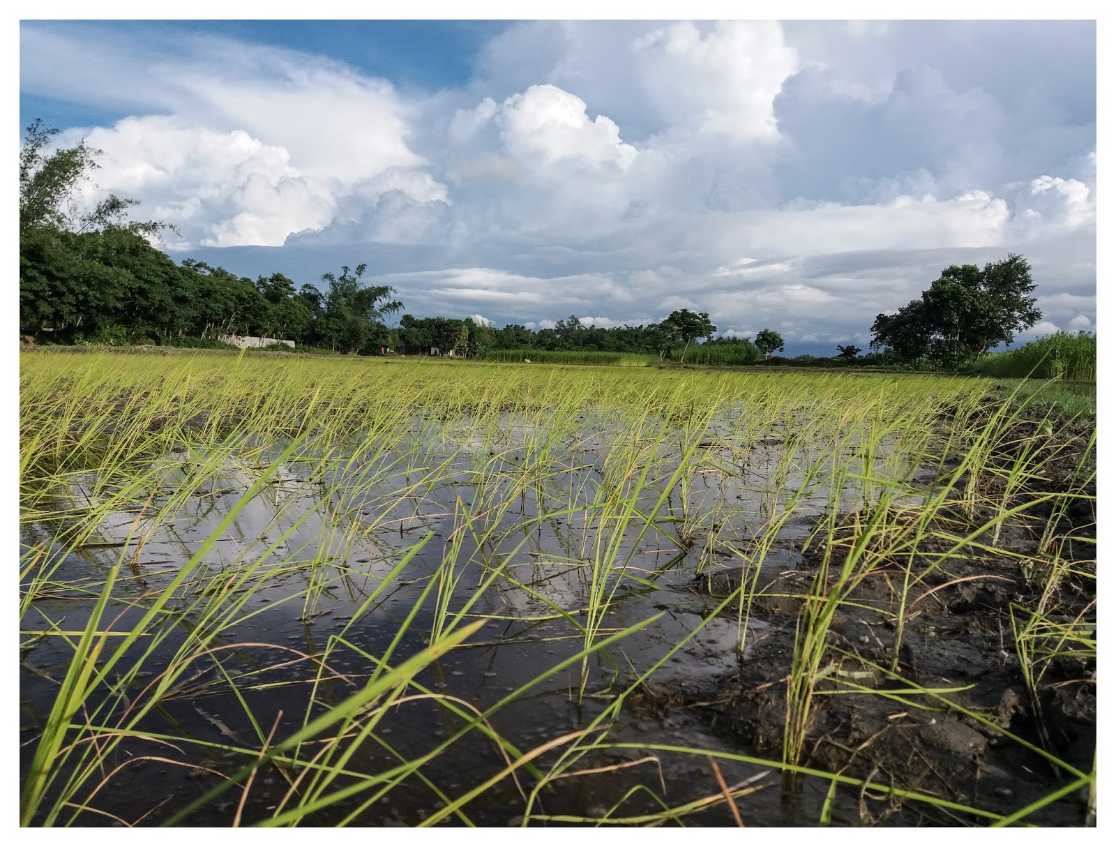Haldibari - Landscape: Haldibari - Landscape
