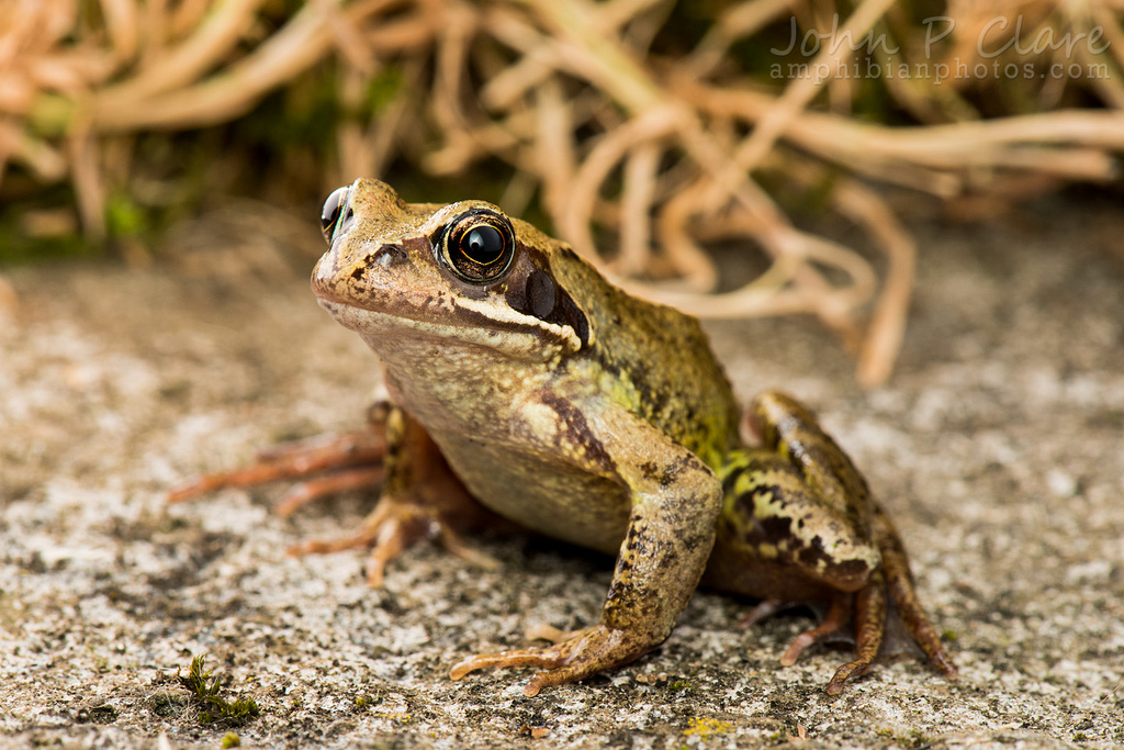 Walk In The Park: There Was a Frog in Ireland - Frog Nerds Plan a Holiday