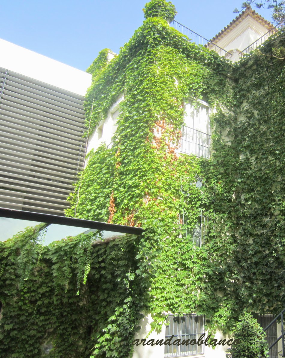 arbustosensevilla-encinarosa: Parra virgen / Parthenocissus ...