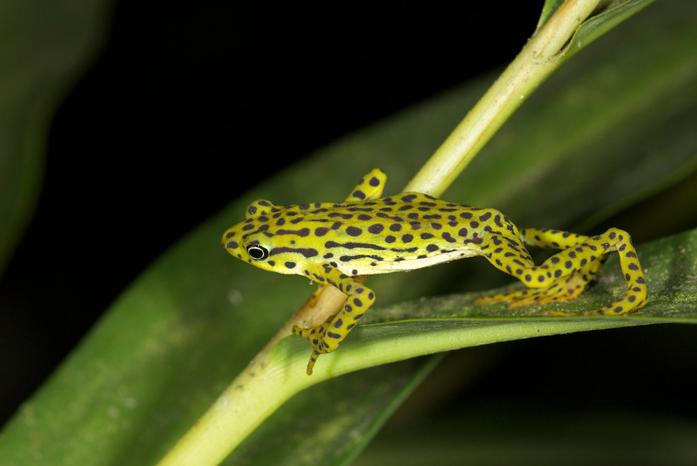 Species New to Science: Rio Pescado stubfoot toad | Atelopus balios ...