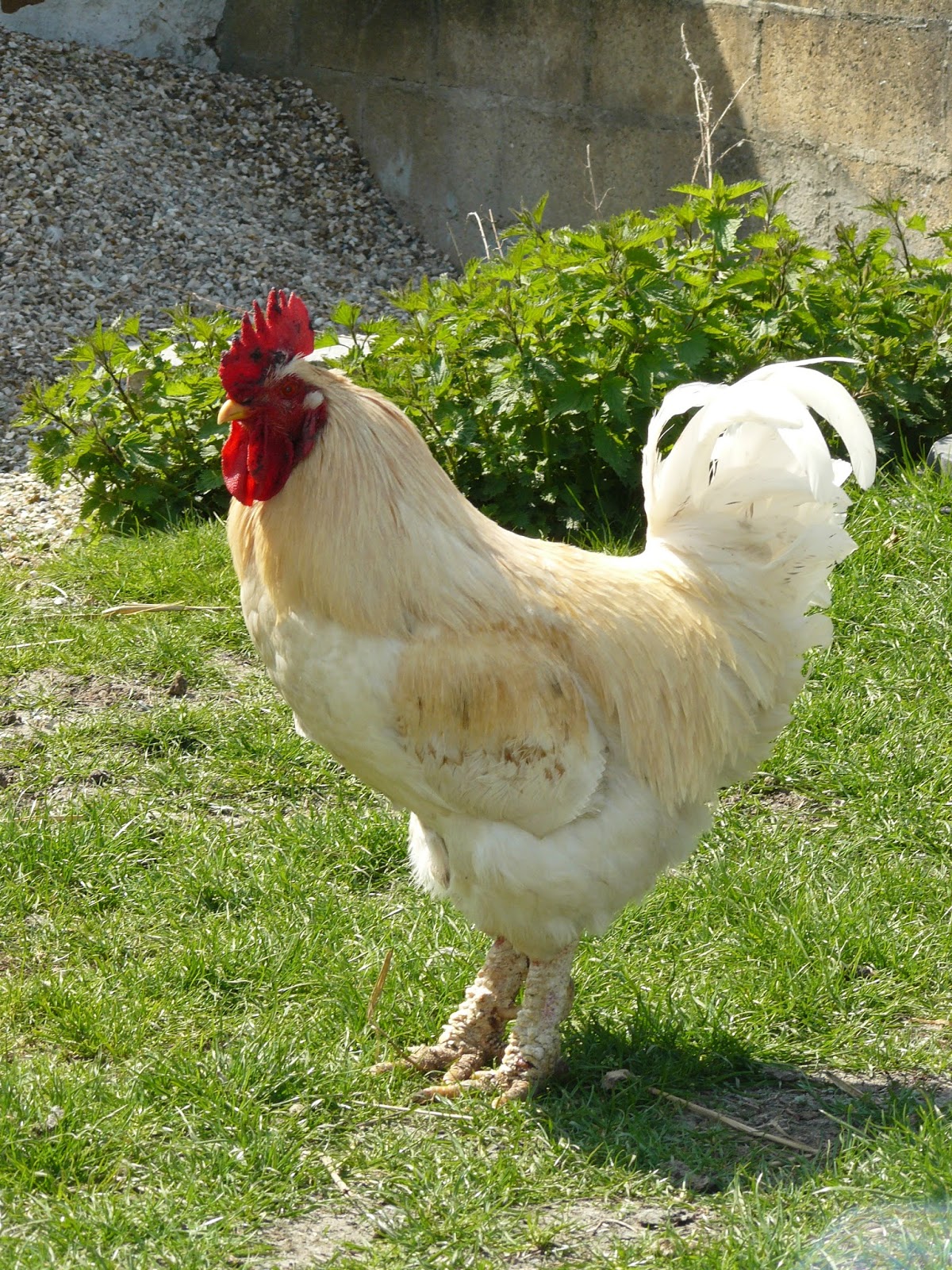 Ferme LECOQ - Producteurs de volailles fermières: Nos volailles