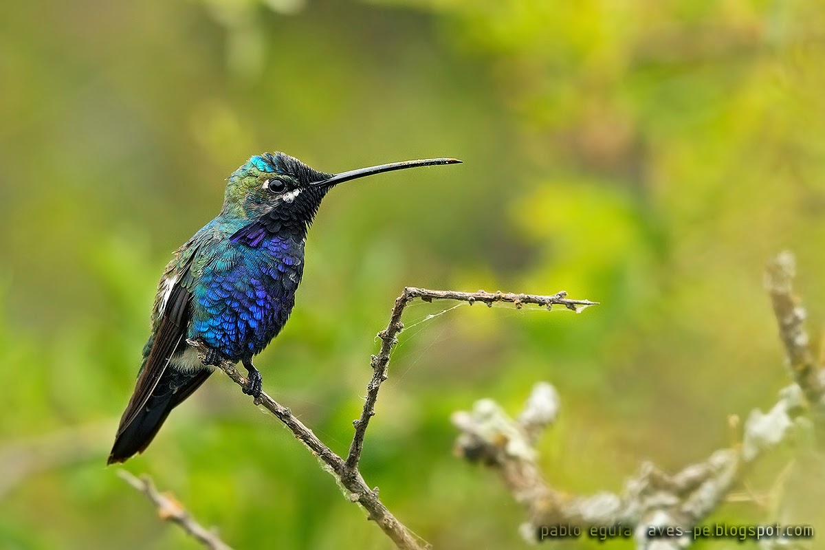 mis fotos de aves: Heliomaster furcifer Picaflor de Barbijo Blue-tufted ...
