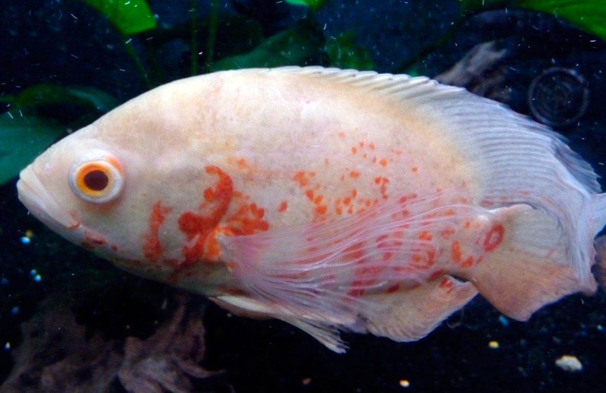 Pez Óscar - Astronotus ocellatus - Acuaria
