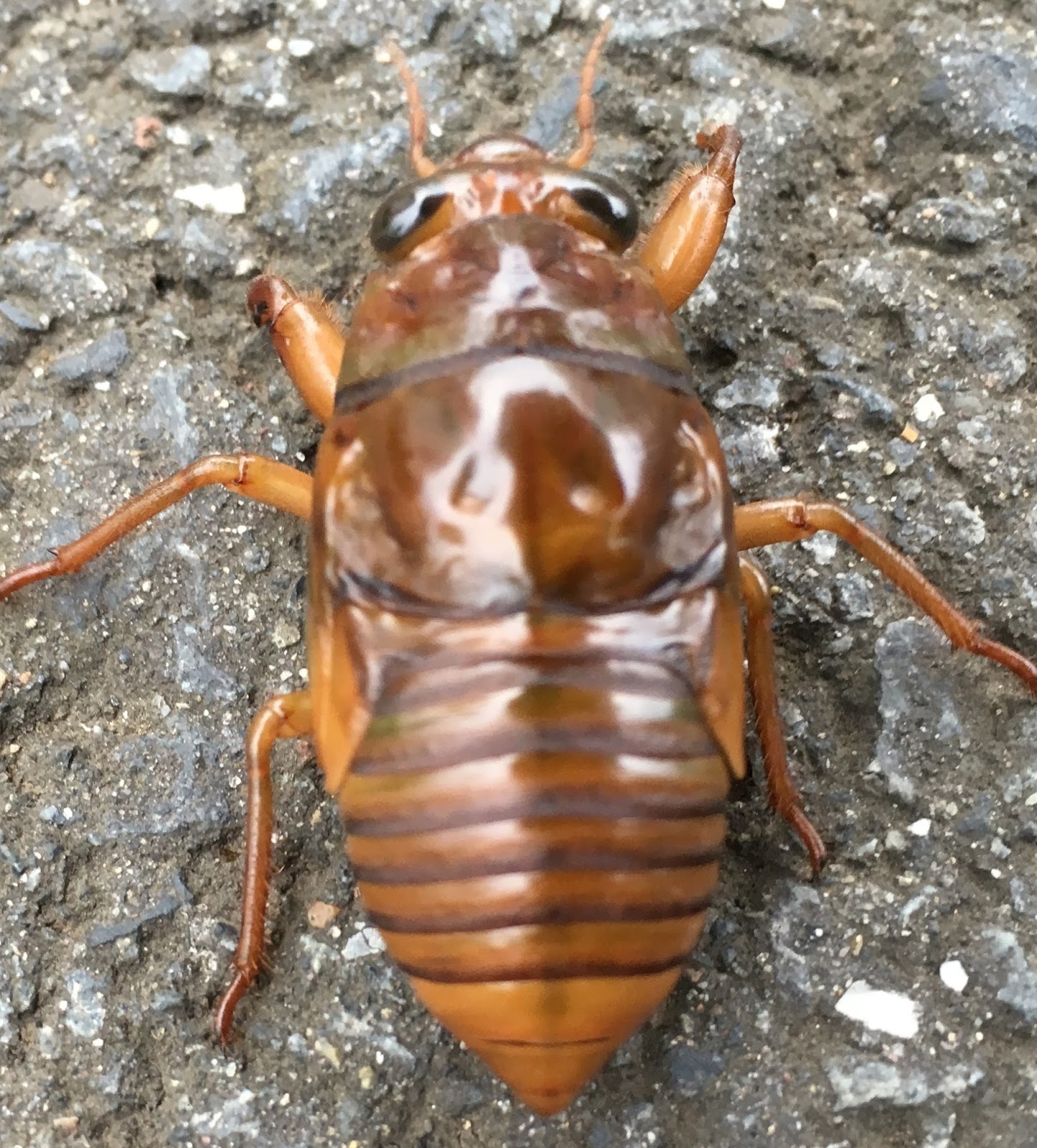 Cicada Poetry: The Sound of Summer