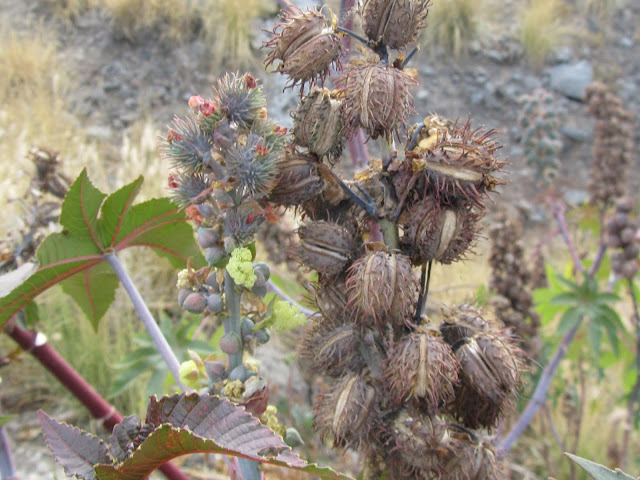Pianta di Ricino (Ricinus communis) - Coltivazione e Diffusione | Il ...