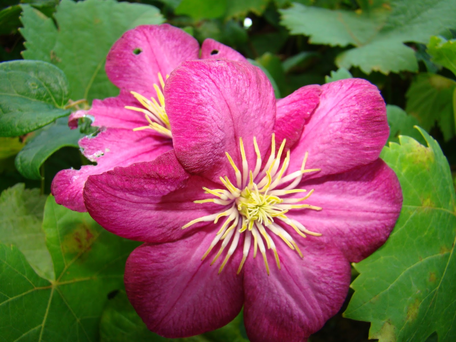 Imagenes de plantas - Imagui