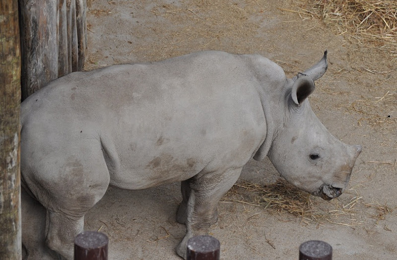 ZOOTOGRAFIANDO (6.100 ANIMALS): RINOCERONTE BLANCO / WHITE RHINO ...