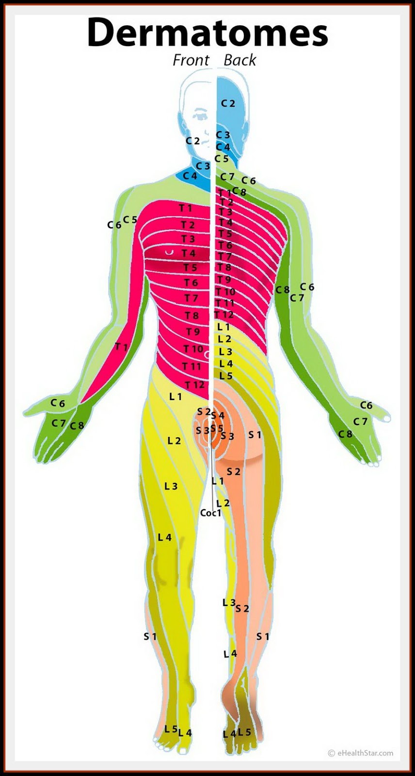 truthlady3: Dermatomes Dermal Segmentation