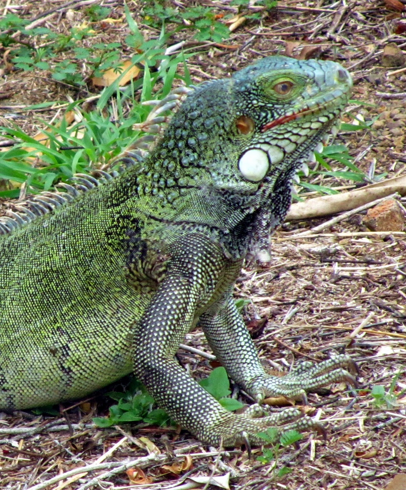 Hiking Curaçao - Flora and Fauna: Leguaan, Iguana