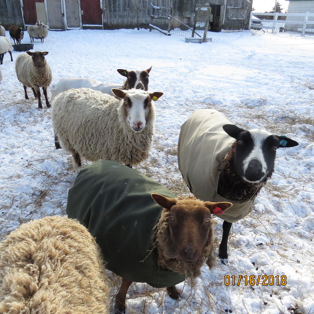 "Ewe's Have It Farm", Shetland Sheep : January 2018