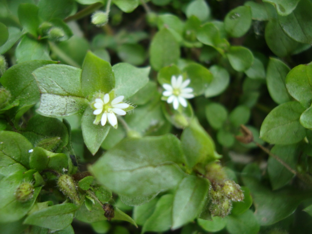 Elena Dimitrova: Врабчови чревца / Звездица / / Sparrows / Star