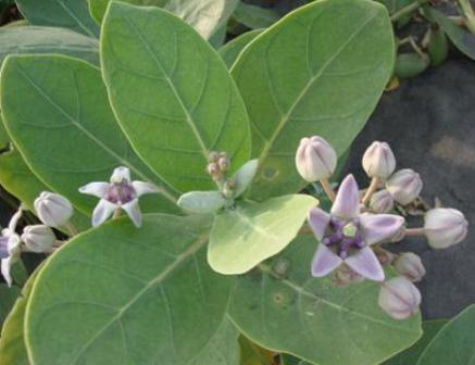 10 Khasiat Bunga Widuri Untuk Kesehatan | Khasiat