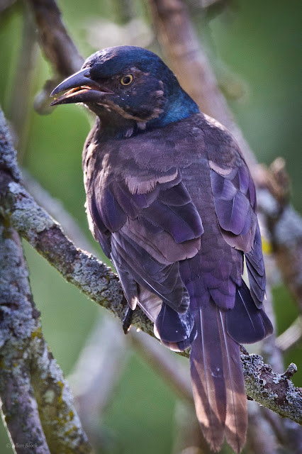Feather Tailed Stories: Common Grackle