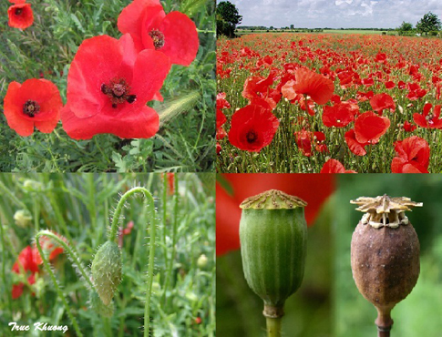 Vuon Duoc Thao: Cây Hoa Mỷ nhân- Coquelicot