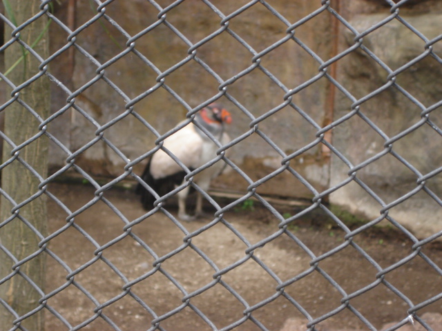 Zoológico la Aurora: Rey Zope