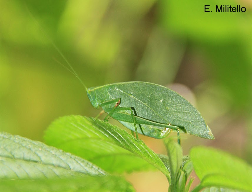 Amigos de la Reserva Natural Estricta San Antonio: La Pequeña Gran ...