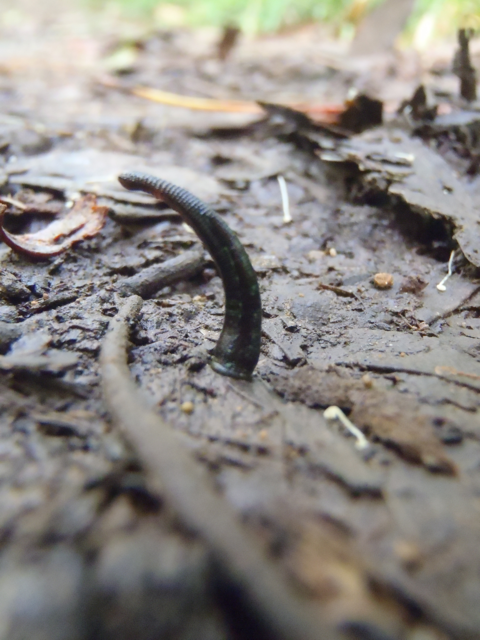 120 Kilopods: Random Invertebrate Day #3: Leeches