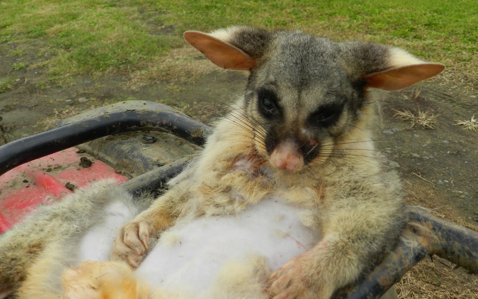 The Paddock: The possum hunters