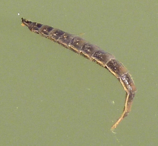 Dave Hubble's ecology spot: Soldiering on with identification