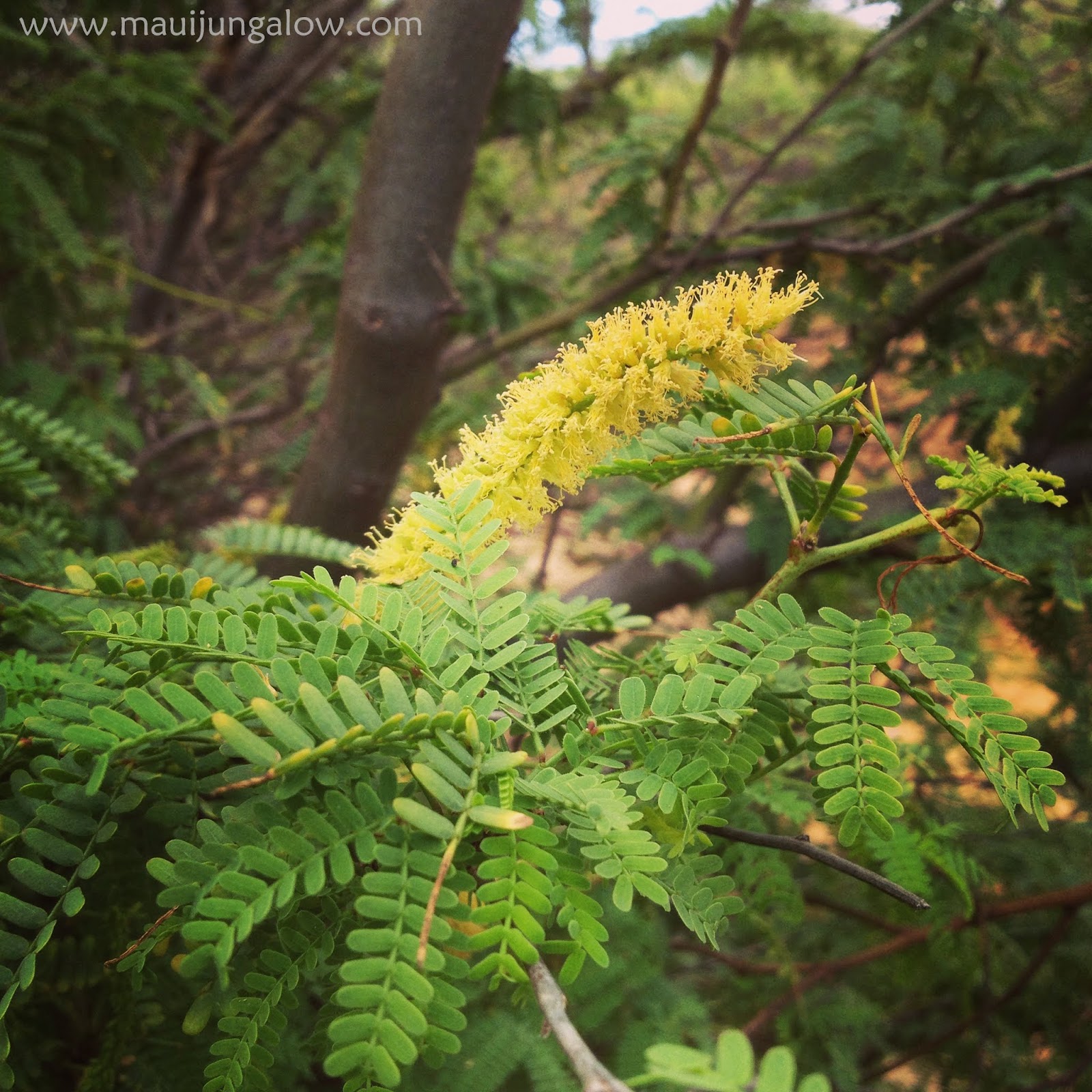 Maui Jungalow: Harvesting and Eating Wild Kiawe (Hawaiian Mesquite): A ...