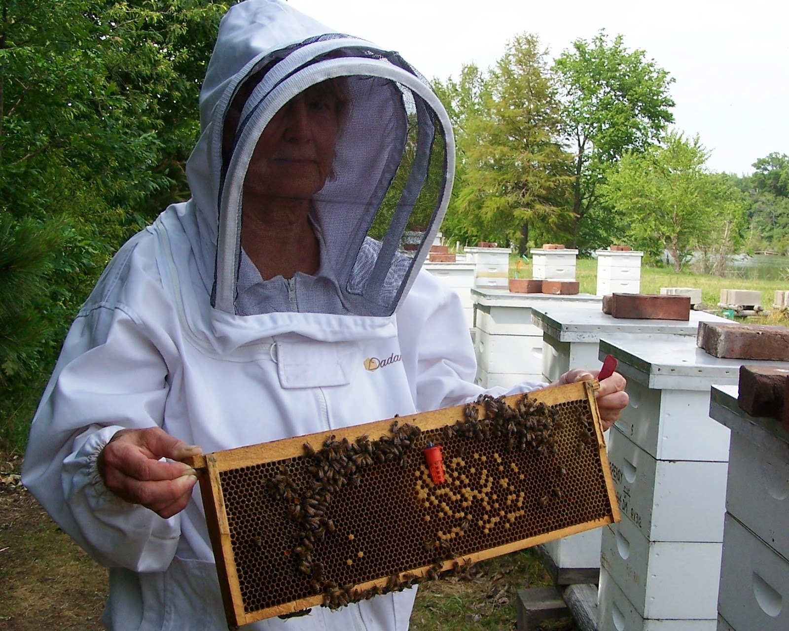 The Peace Bee Farmer: Raising Queen Bees