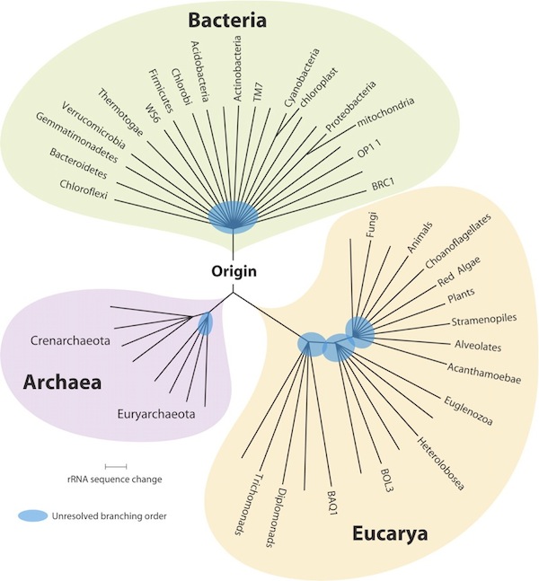 The Tree of Life (Pace 2009)