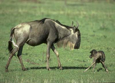 Wildebeests Facts And Pictures | All Wildlife Photographs