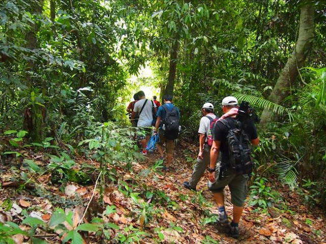 Sarawak Malaysia Borneo: Harvesting edible bird's nests at Niah ...