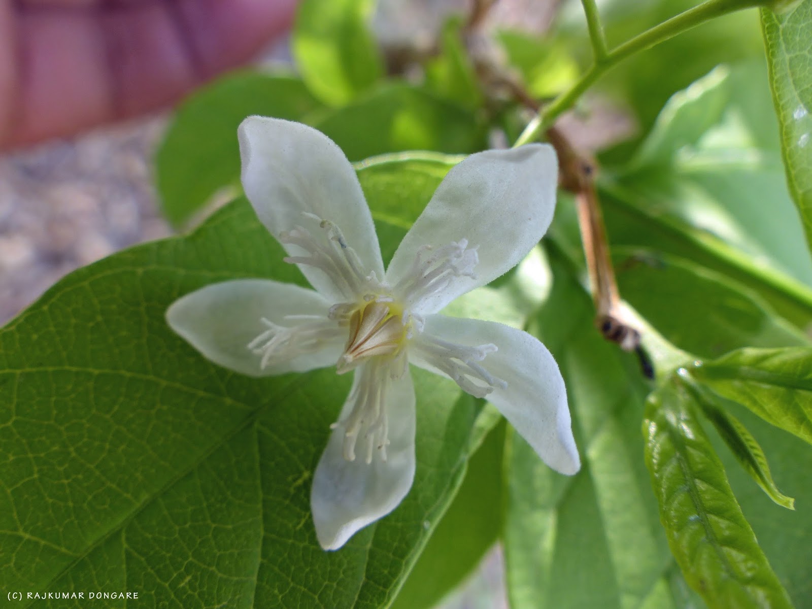वनधन सह्याद्रीचे: Flowers: Snowflake tree, Sweet Indrajao, Pala indigo ...